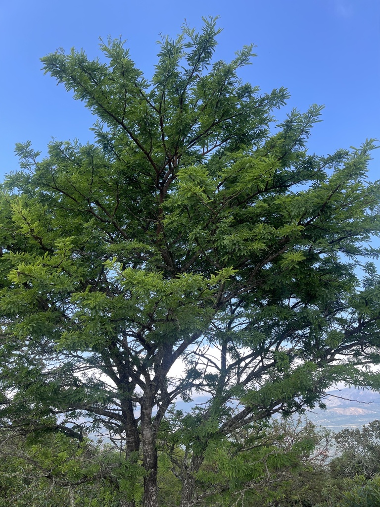Robust Thorn (Vachellia robusta robusta) - Botanical Realm
