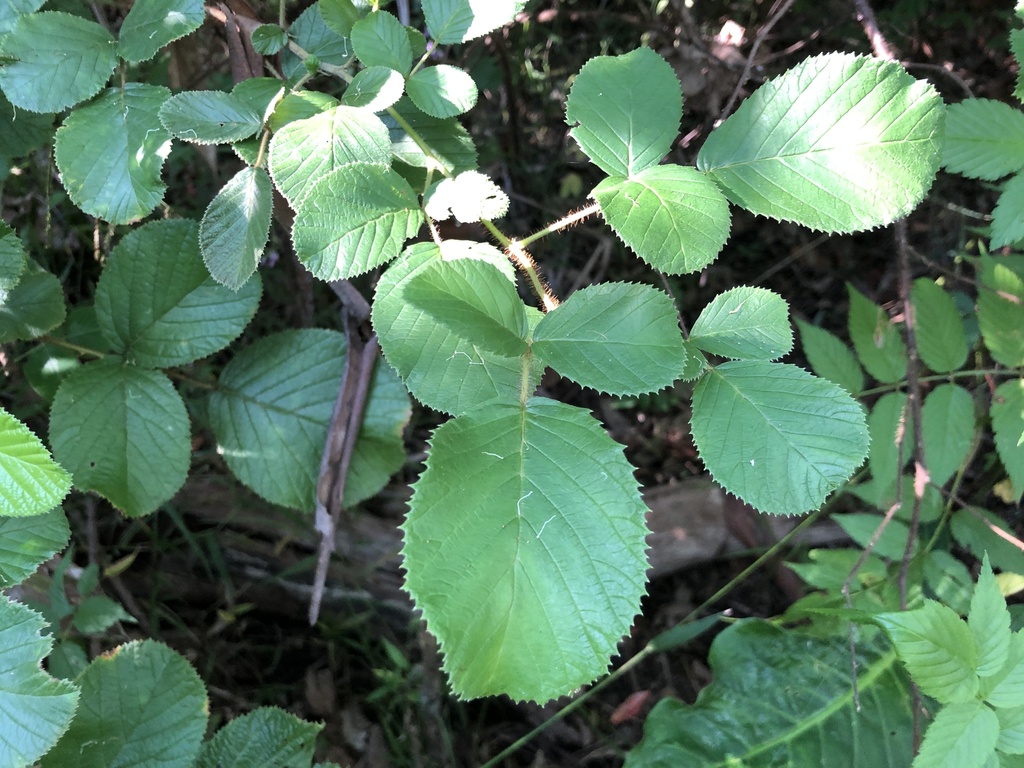 Yellow Himalayan Raspberry from Mount Mellum, QLD, AU on May 3, 2023 at ...