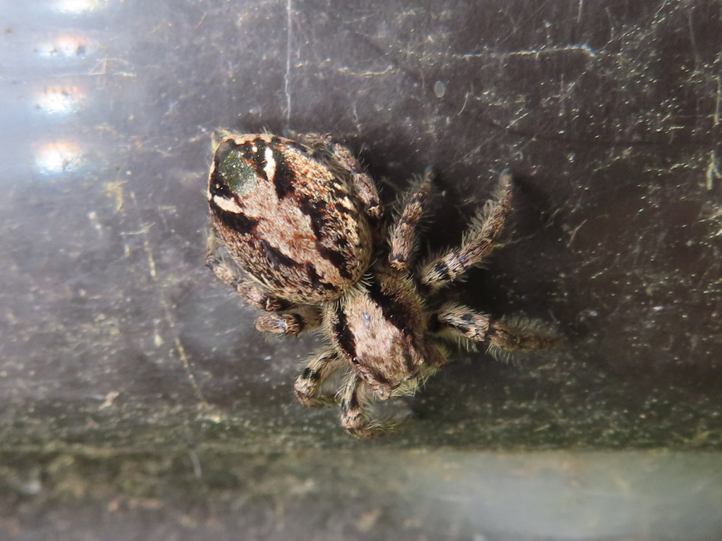 Jumping Spiders from Район Аоба, Сендай, Мияги, Япония on June 30, 2022 ...