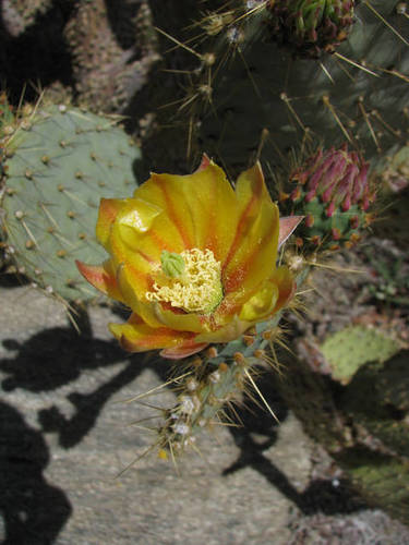 Pancake Prickly-pear (Cacti of Fort Bowie National Historic Site ...
