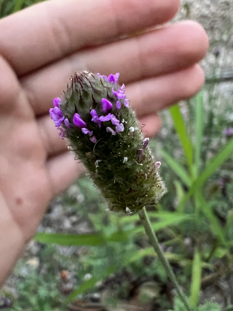 Wedgeleaf Prairie Clover from US-281 S, Falfurrias, TX, US on May 1 ...
