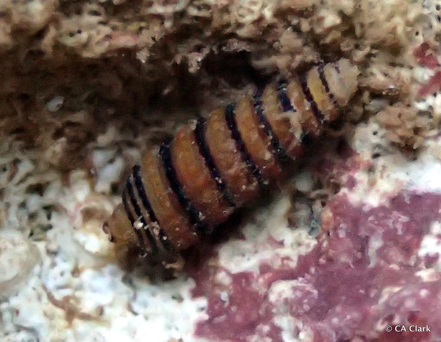 Mastonia cingulifera (Pease, 1861)