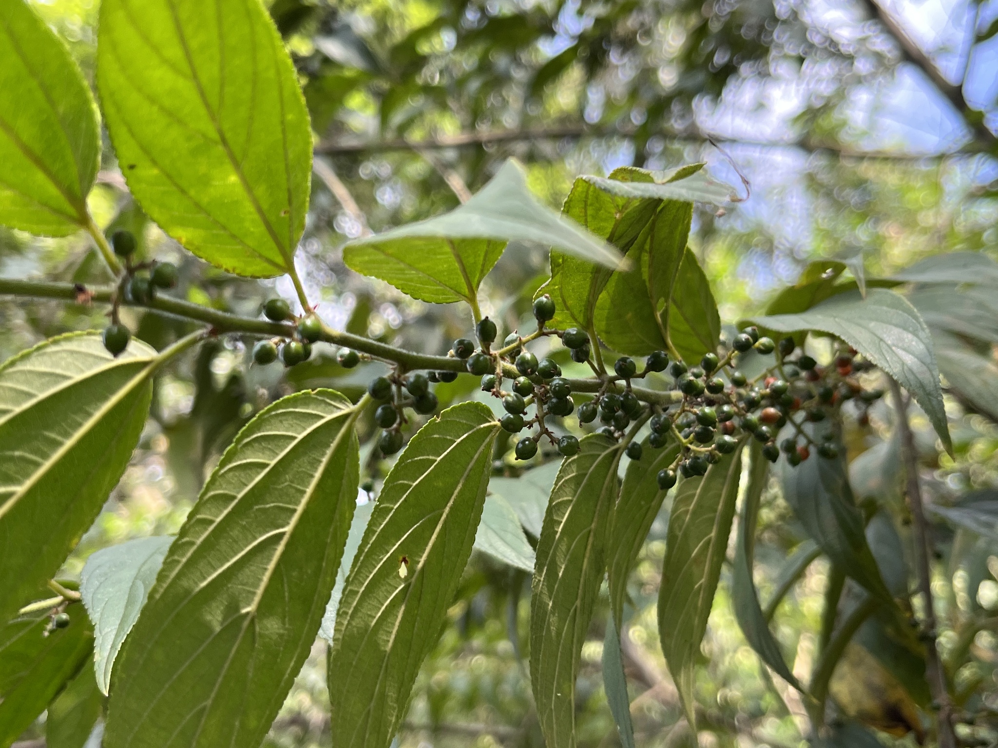 Trema micrantha (L.) Blume