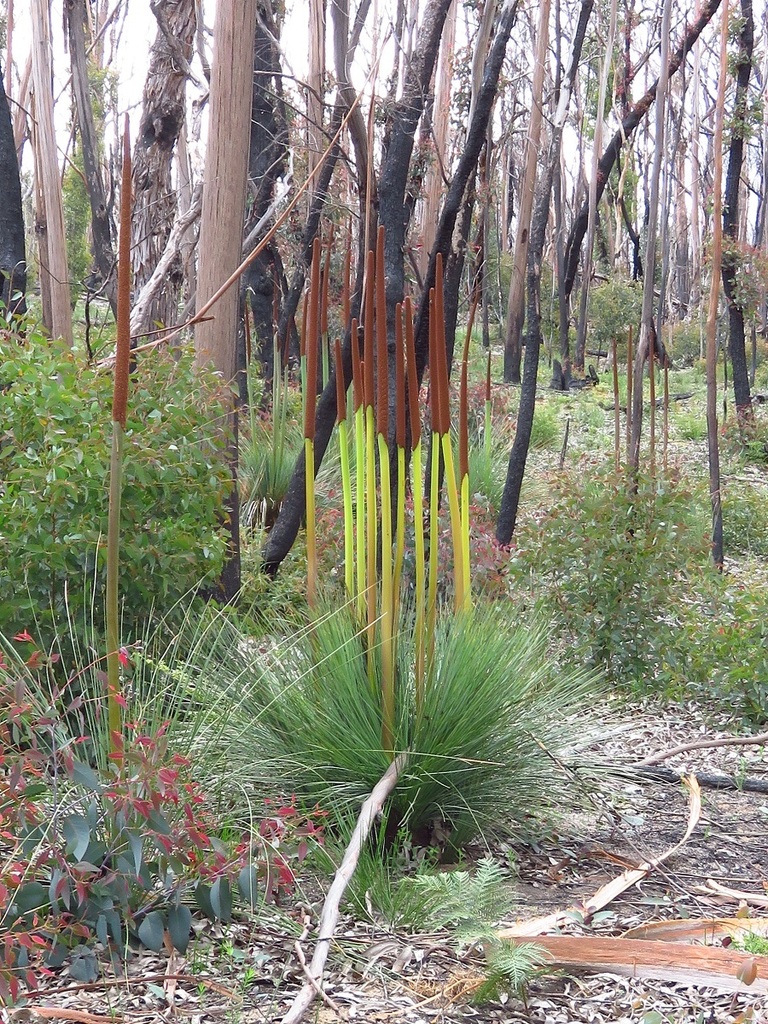 Grasstrees from Gardens of Stone SCA Newnes Plateau NSW 2790, Australia ...
