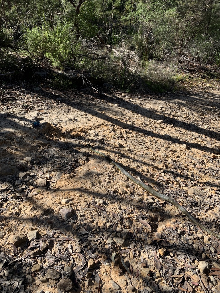 Diamond Python from Garigal National Park, St Ives, NSW, AU on May 03 ...
