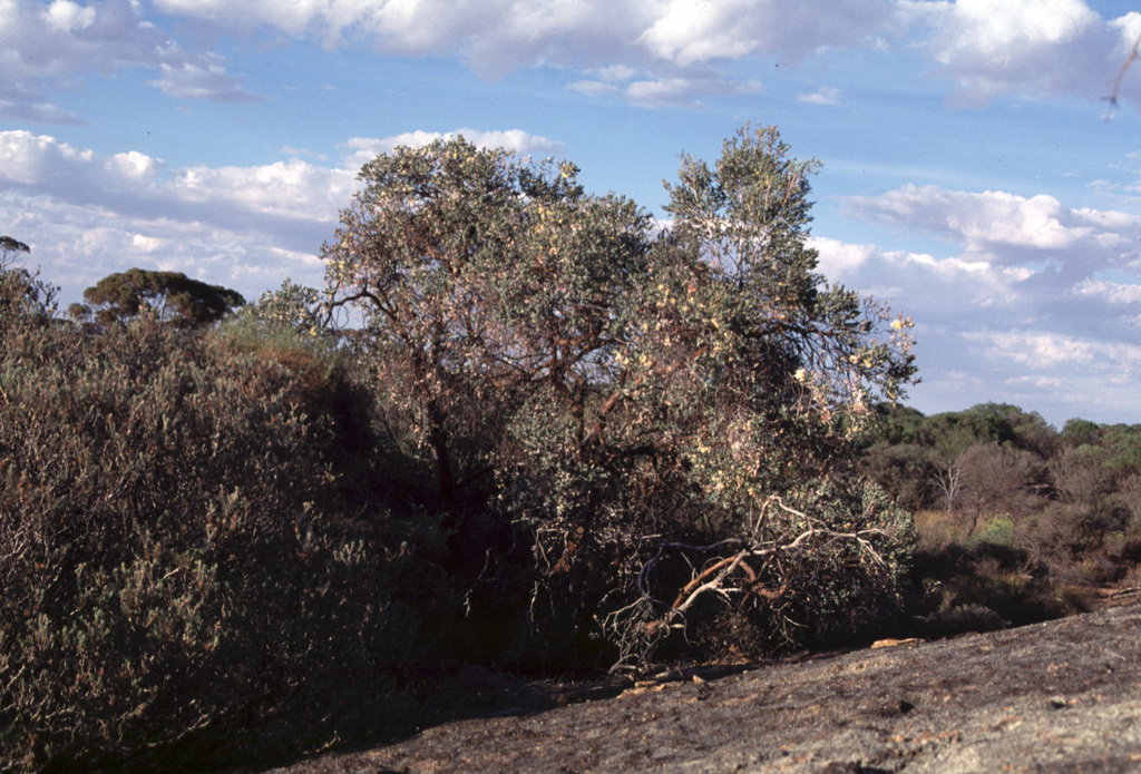 Eucalyptus crucis crucis from Bodallin WA 6424, Australia on November ...