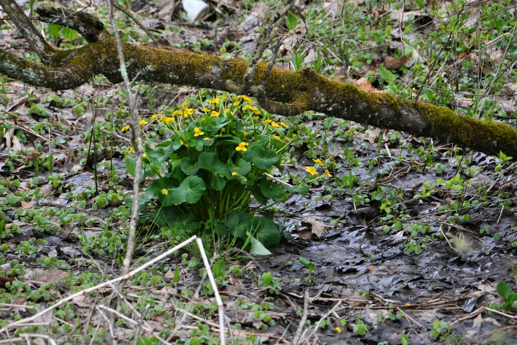 marsh marigold from Geauga County, OH, USA on April 23, 2023 at 05:03 ...