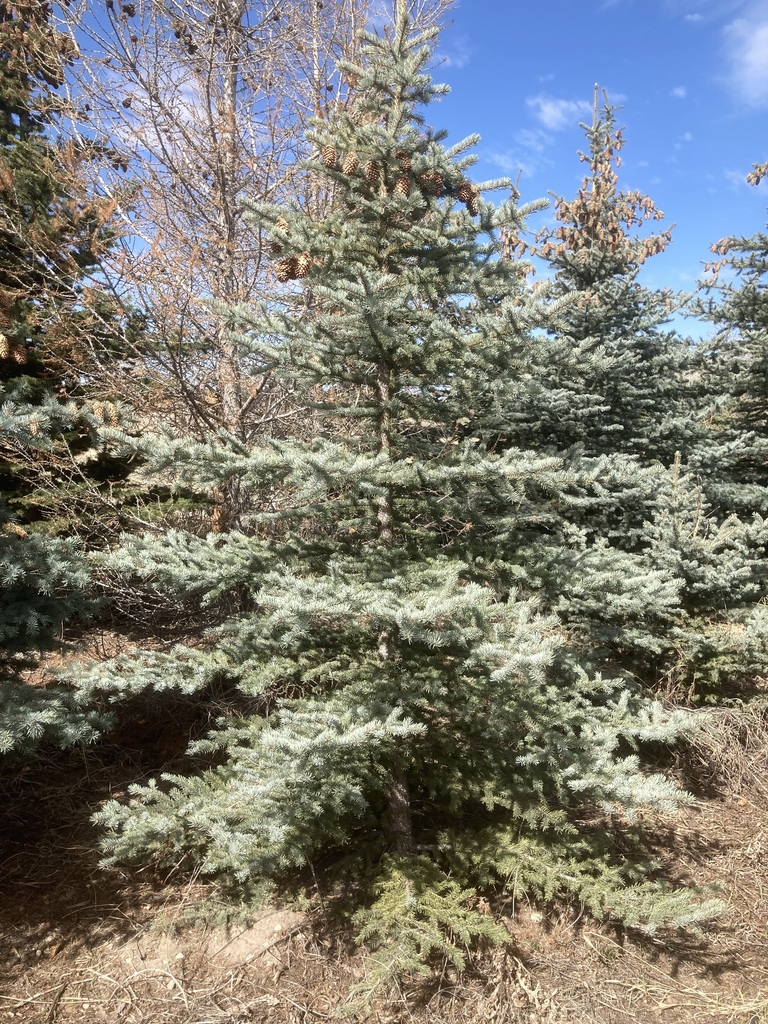 blue spruce from Northeast Calgary, Calgary, AB, Canada on April 28 ...