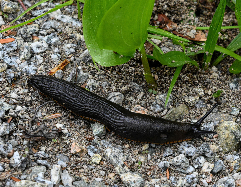 ater-group Arion Slugs from Burnaby, BC, Canada on April 30, 2023 at 11 ...