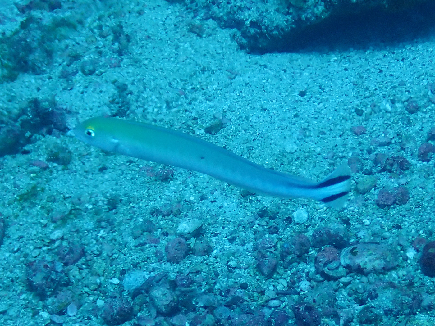 Malacanthus Cuvier, 1829