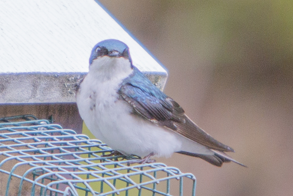 Tree Swallow from Elenore C Lawrence Park, Fairfax VA, USA on April 29 ...