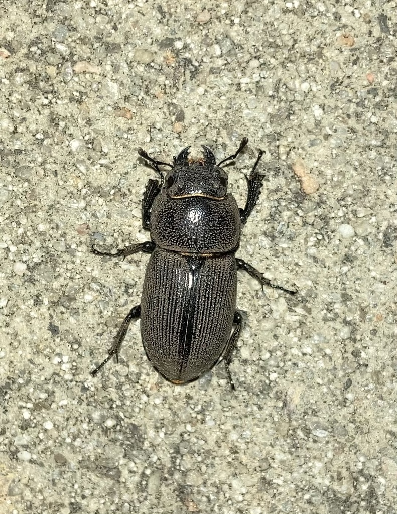 Dorcus brevis in May 2023 by Eliza Glass · iNaturalist