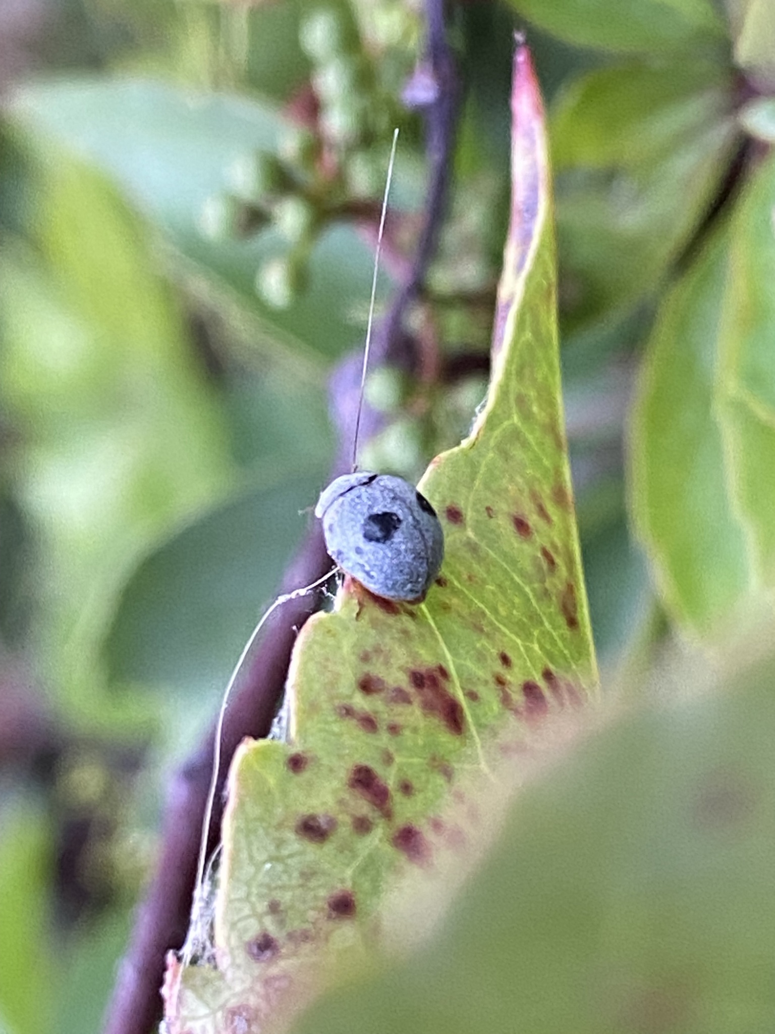 Azya orbigera Mulsant, 1850