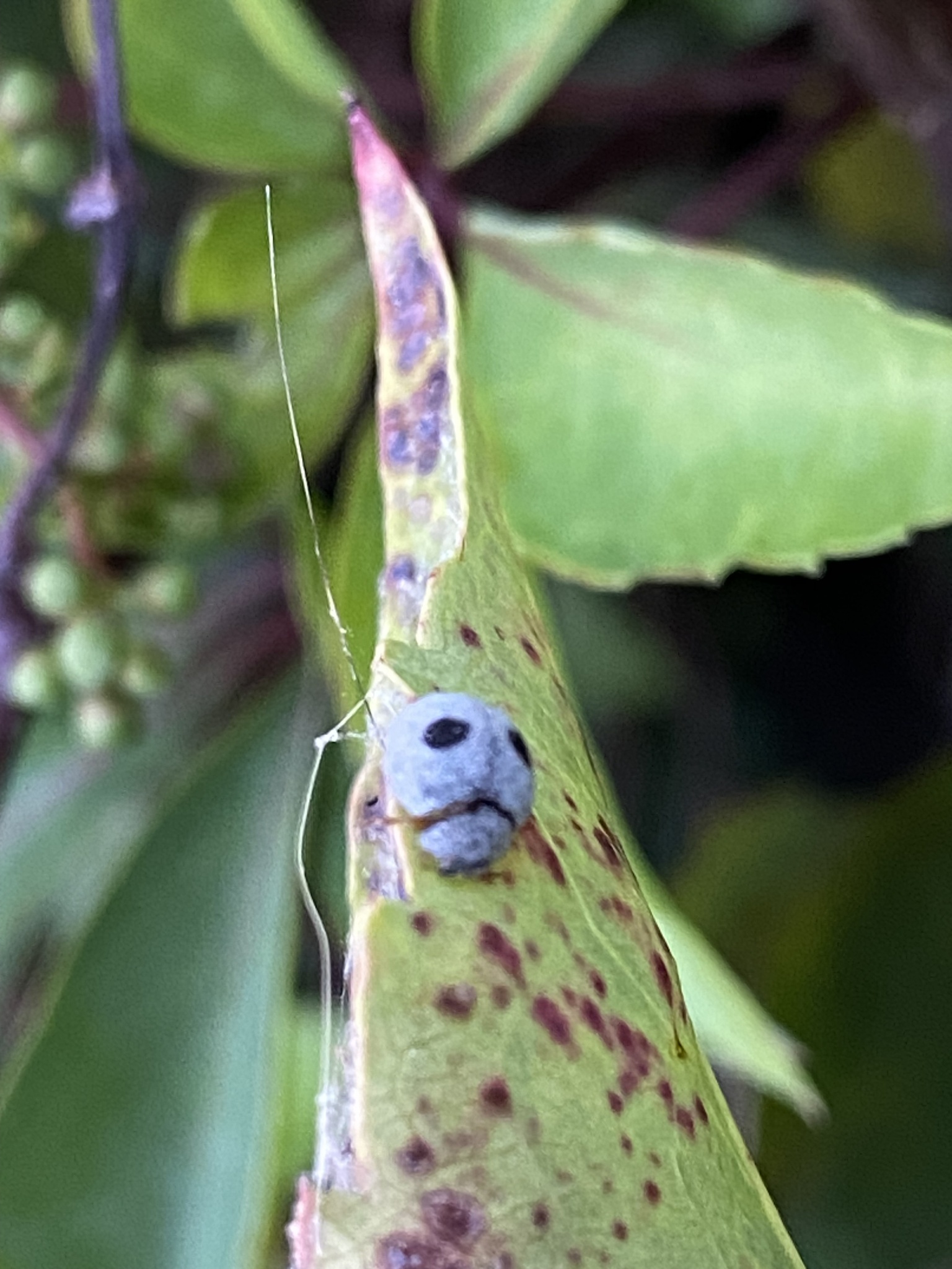 Azya orbigera Mulsant, 1850