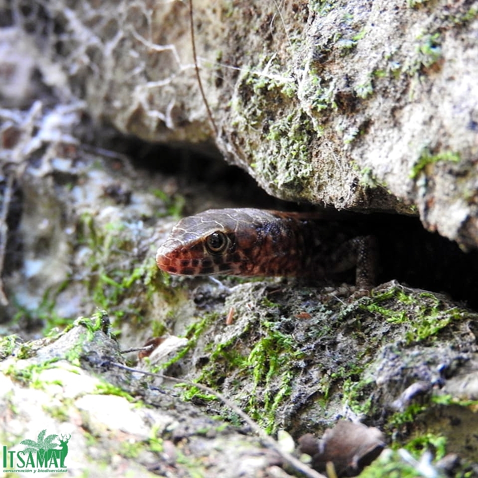 Lepidophyma lusca from 79255 S.L.P., México on April 23, 2023 at 10:29 ...