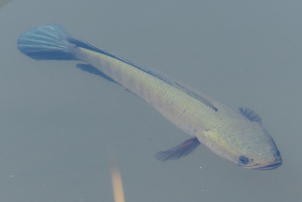 Striped Snakehead (Channa striata) - Marine Life Identification