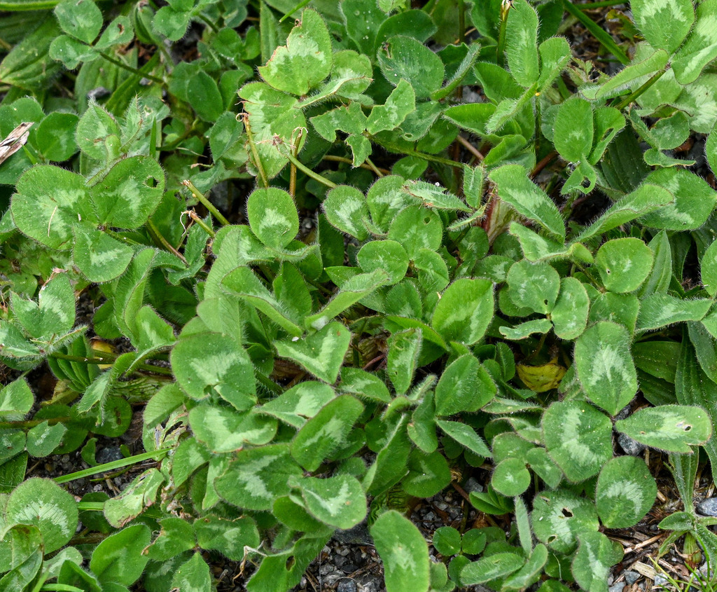 Red Clover from Greater Vancouver, British Columbia, Canada on April 30 ...