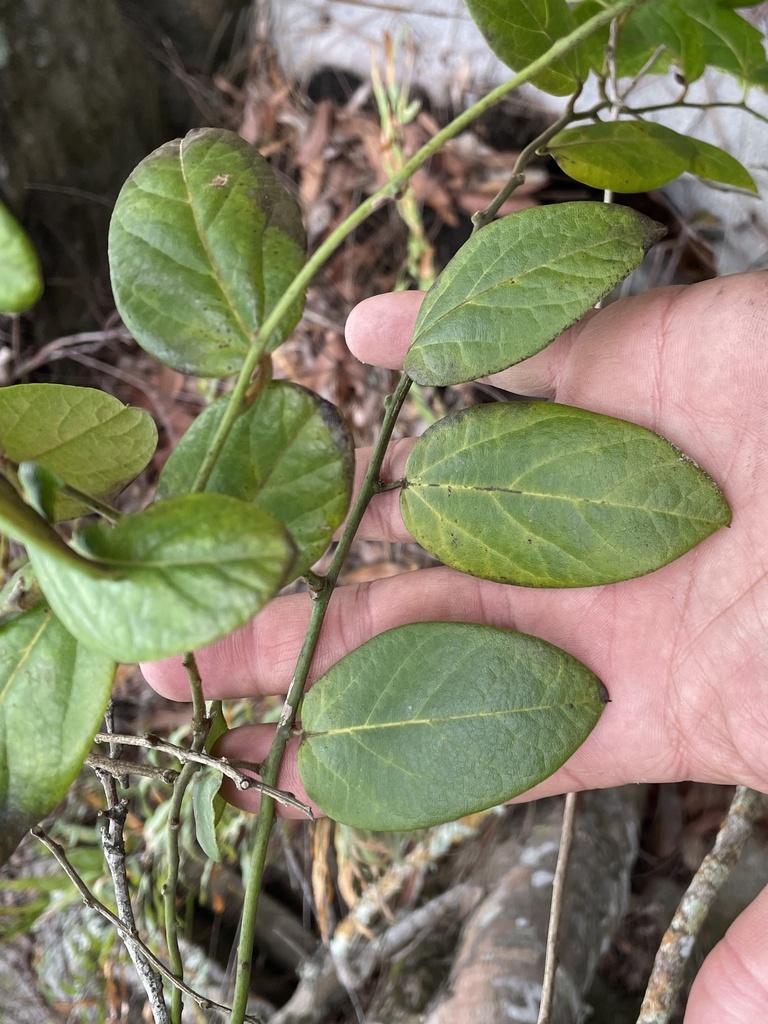 Hypserpa decumbens from Esplanade, Boreen Point, QLD, AU on April 29 ...