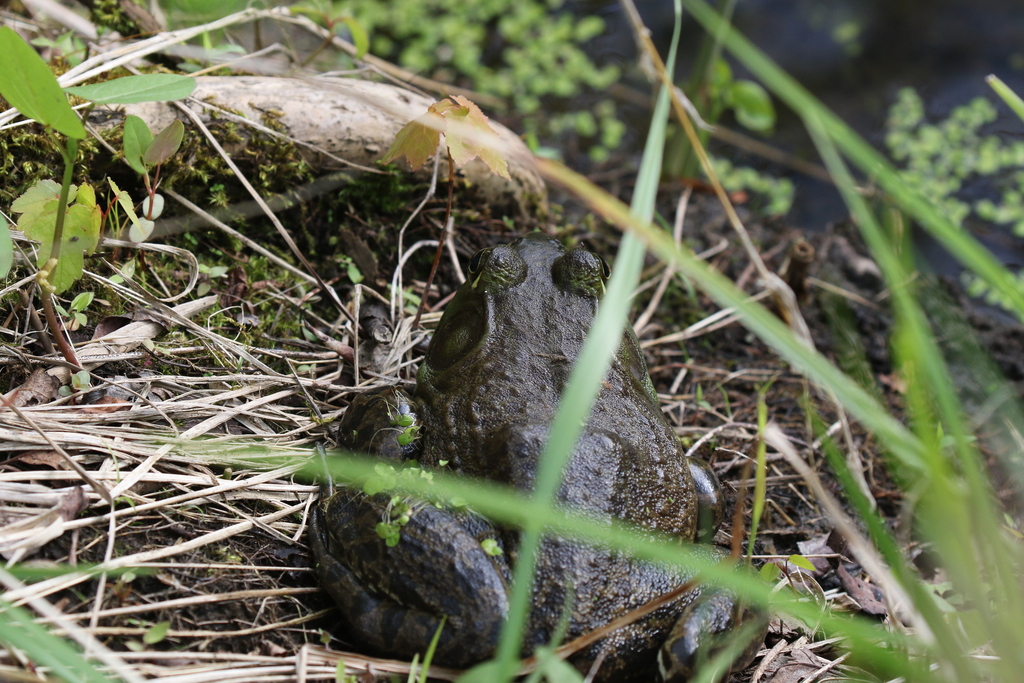 American Bullfrog from Prince George's County, MD, USA on April 29 ...