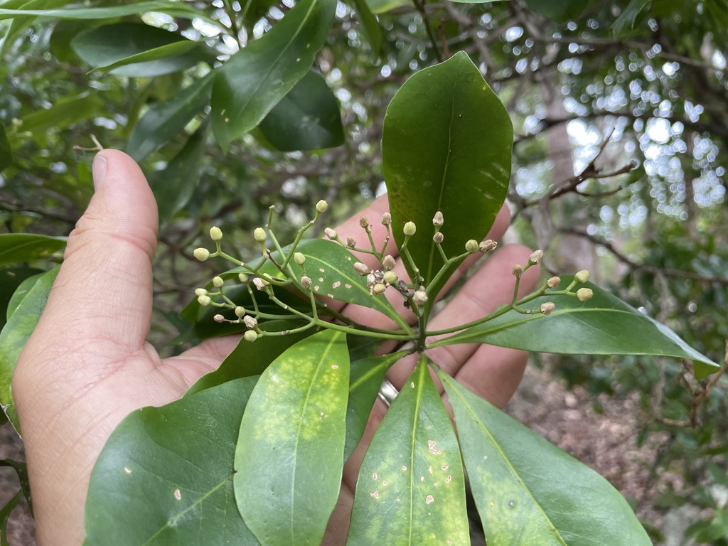 Orange Boxwood from Teewah Rd, Boreen Point, QLD, AU on April 29, 2023 ...