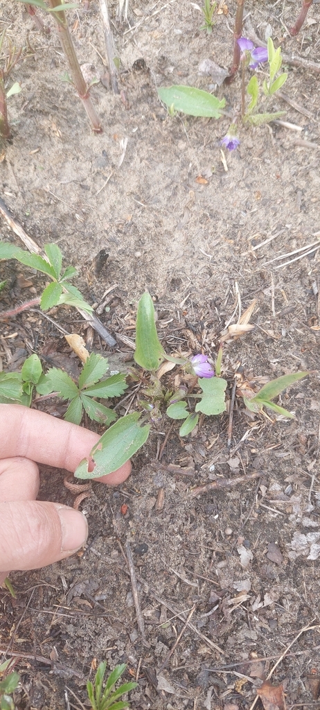 Arrowleaf Violet in April 2023 by Derek Ziomber. Frequent in the area, though seemingly absent ...