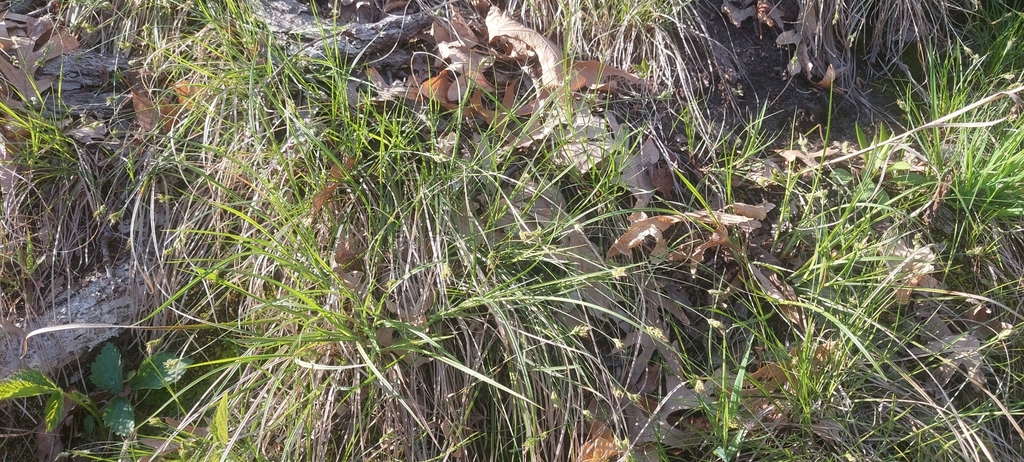 Emmons's sedge in April 2023 by Derek Ziomber. On the side of a steep ...