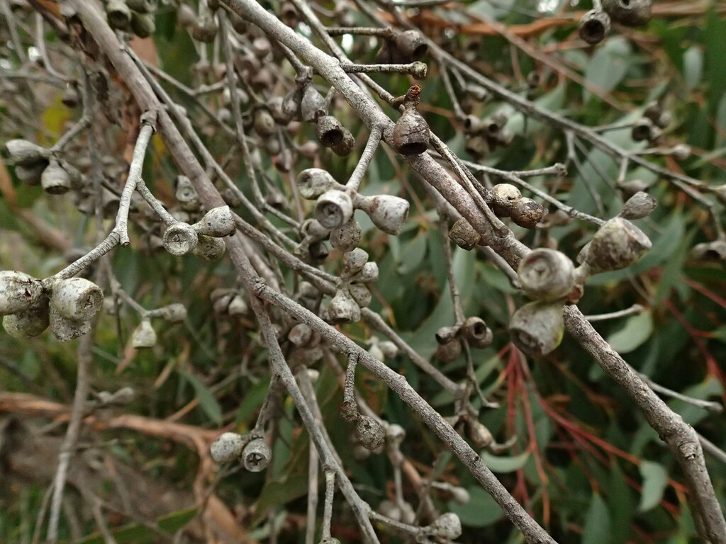 Brown-top Stringybark from Anglesea VIC 3230, Australia on May 01, 2023 ...