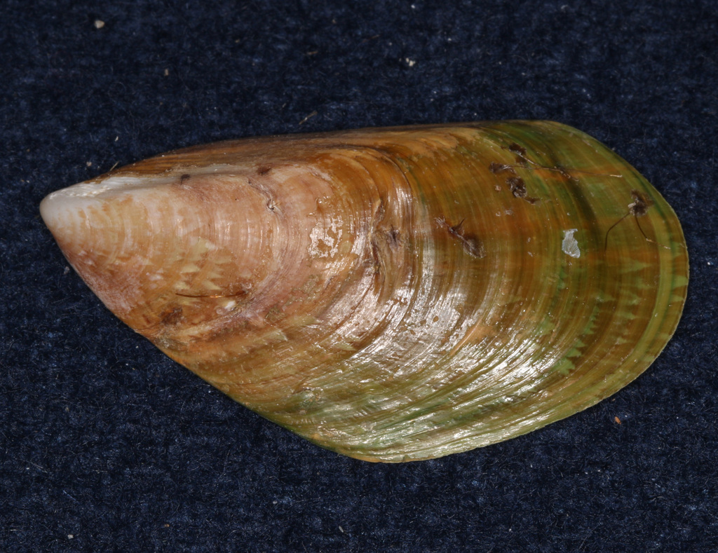 Brown Mussel from Blue Lagoon, Durban, 4001, South Africa on March 13 ...