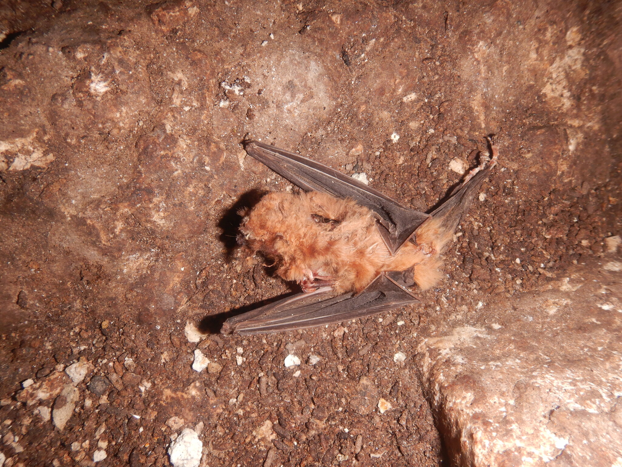 Mormoops megalophylla (Peters, 1864)