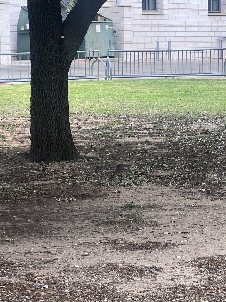 American Robin from Baylor University, Waco, TX, US on May 2, 2023 at ...