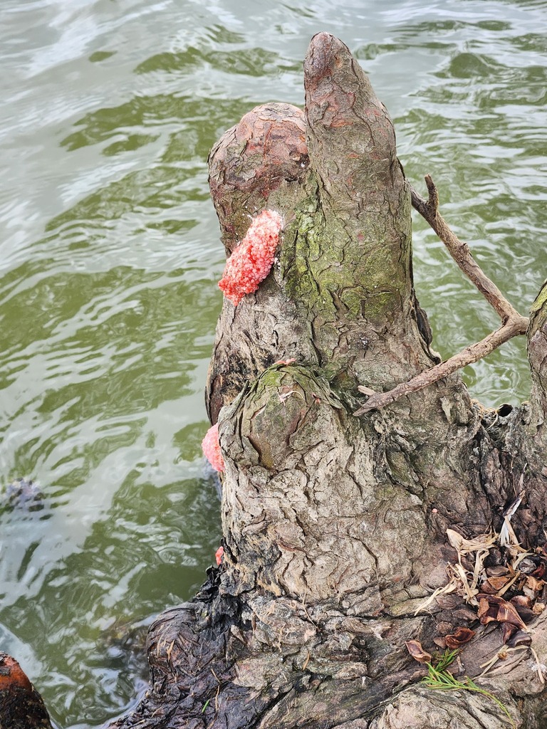 Island Apple Snail from Brazoria County, TX, USA on April 29, 2023 at ...