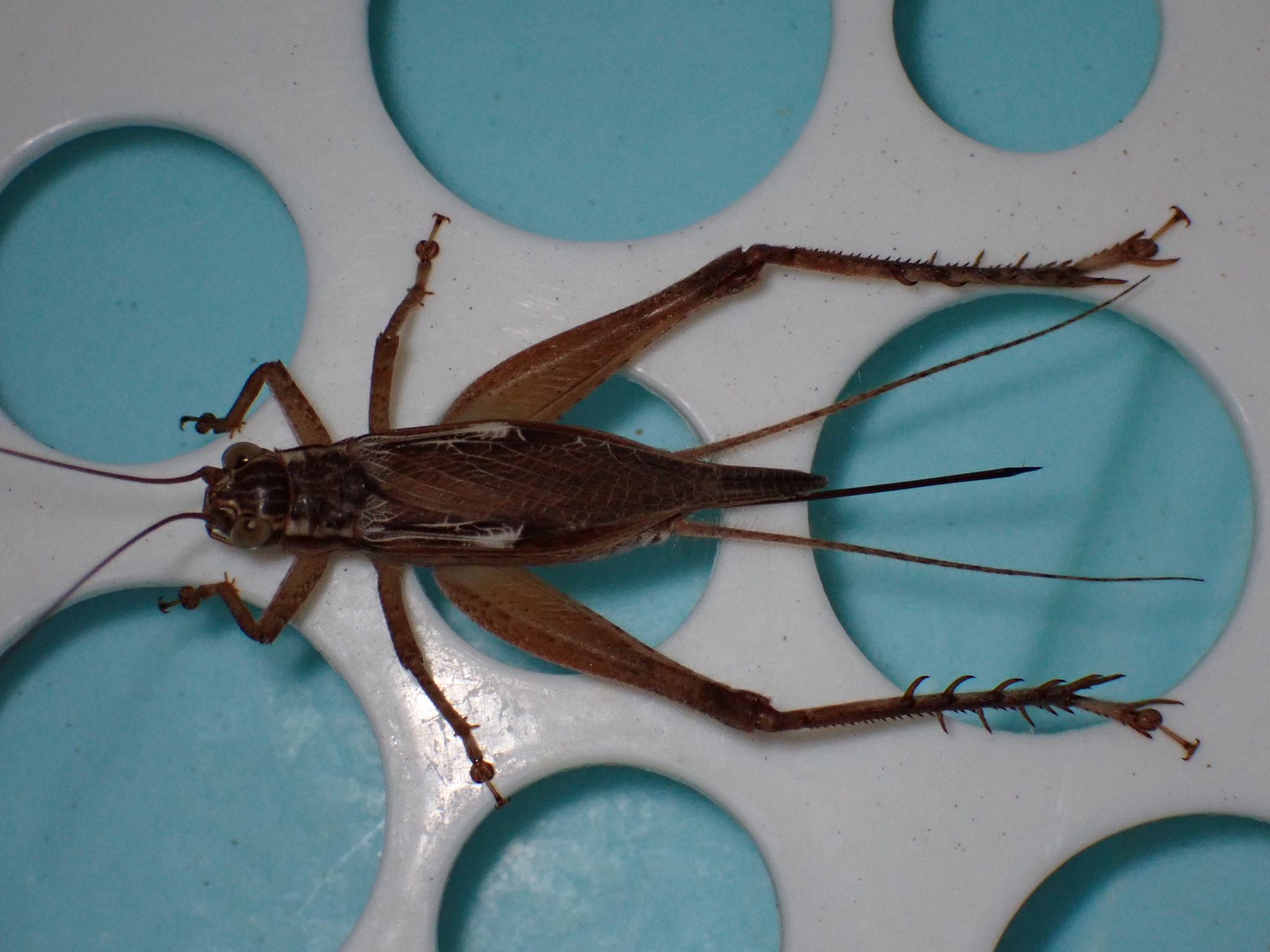 Cardiodactylus Saussure, 1878