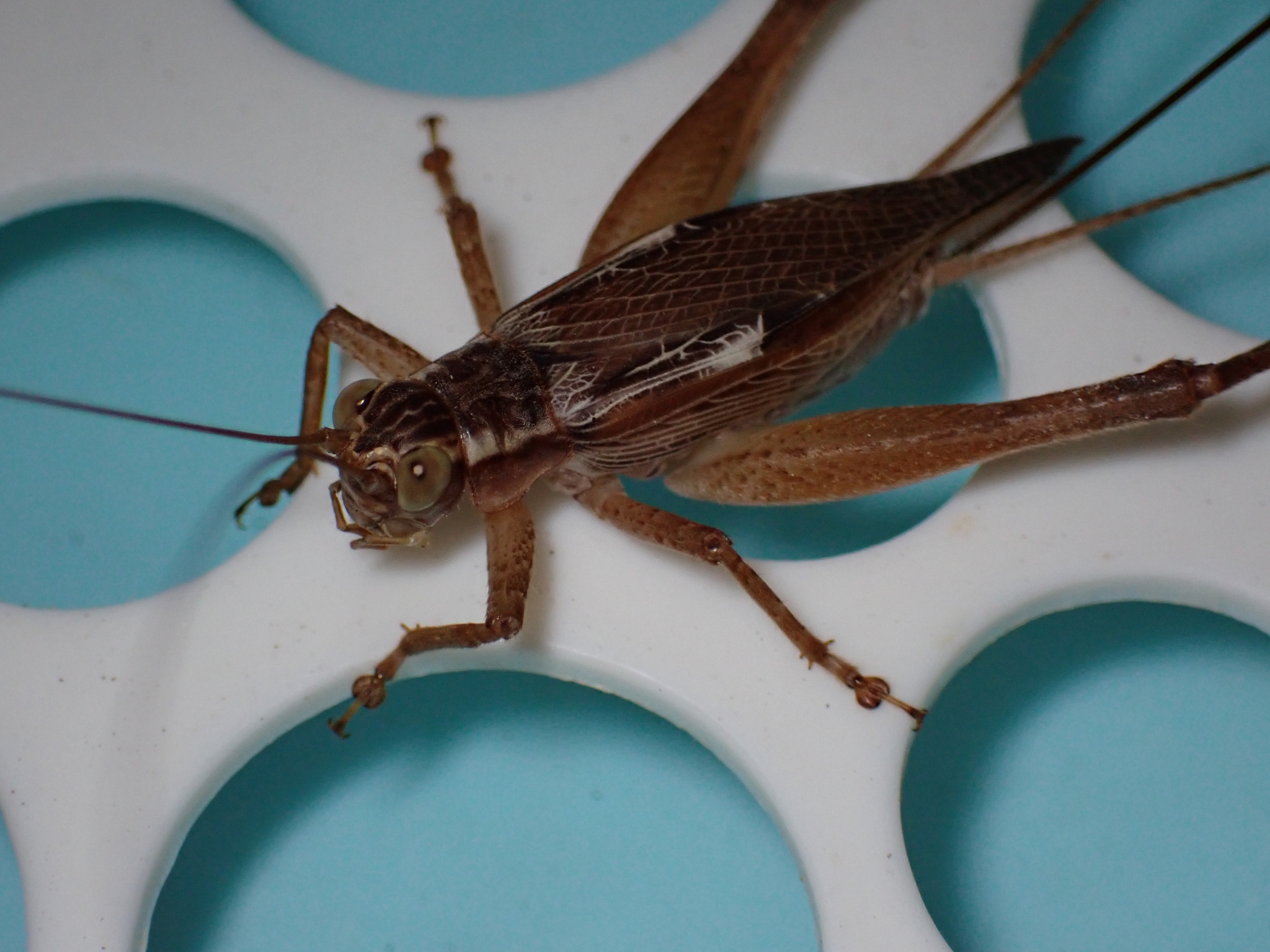 Cardiodactylus Saussure, 1878