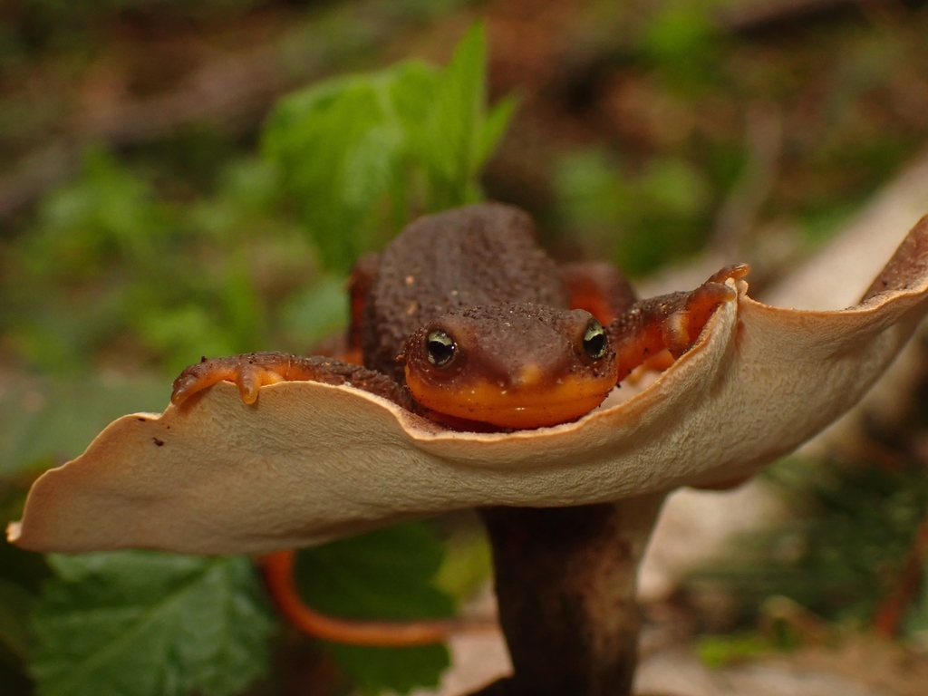 Rough-skinned Newt from Freeland, WA 98249, USA on May 1, 2023 by Rand ...