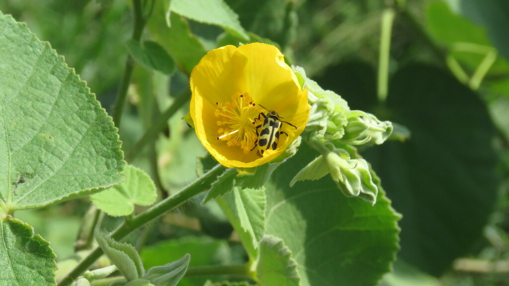 Spotted Maize Beetle from Jardín de polinizadores, Cdad. Universitaria ...
