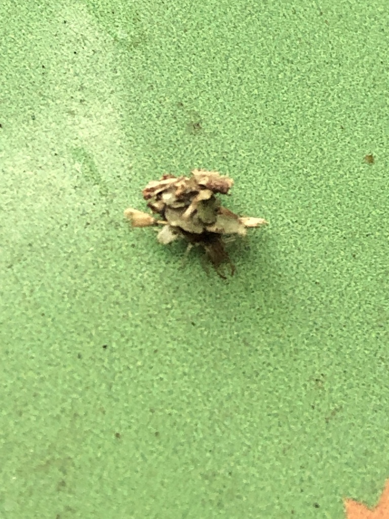 Mallada basalis from North Island, Auckland, Auckland, NZ on May 3 ...