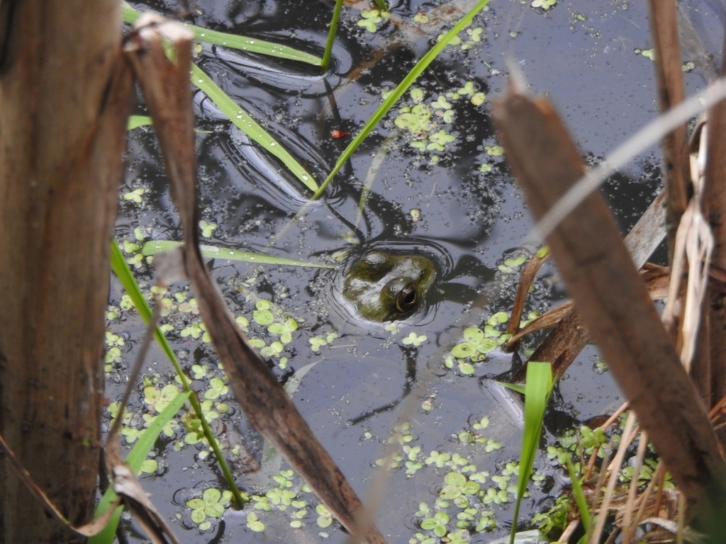 American Bullfrog from Rust Nature Sanctuary on May 01, 2023 at 03:39 ...