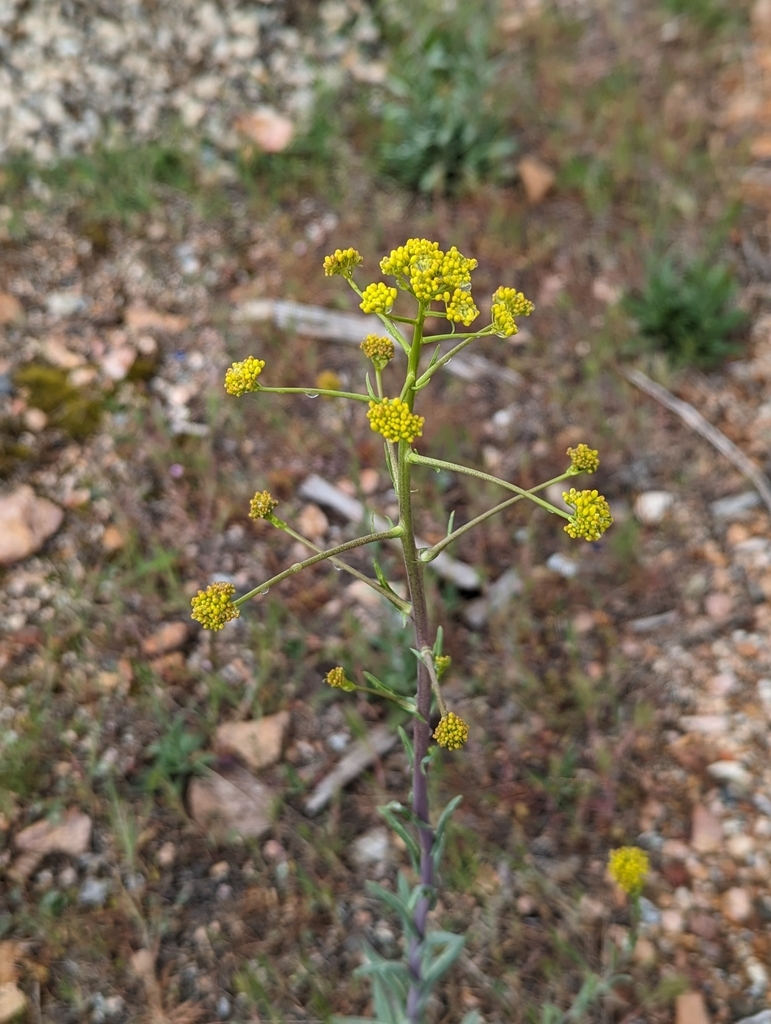 woad from Shasta, CA, USA on May 2, 2023 at 01:23 PM by cmccarron ...