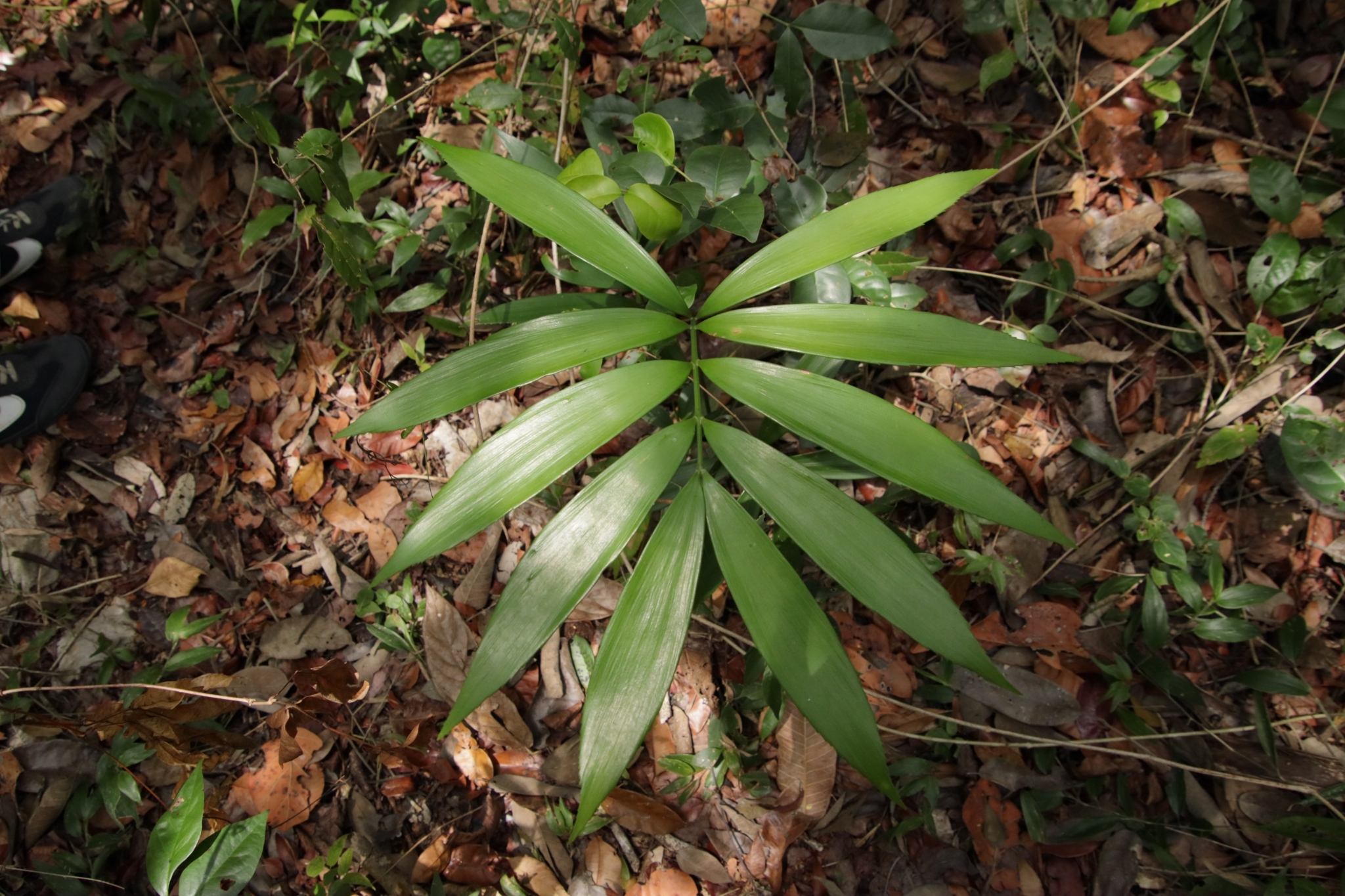 Zamia prasina W.Bull