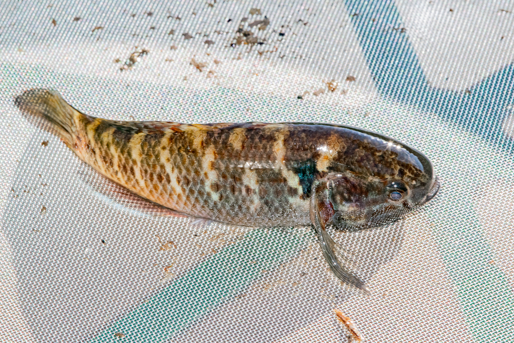 Fat Sleeper (Fishes of Sarasota County, Fl) · iNaturalist
