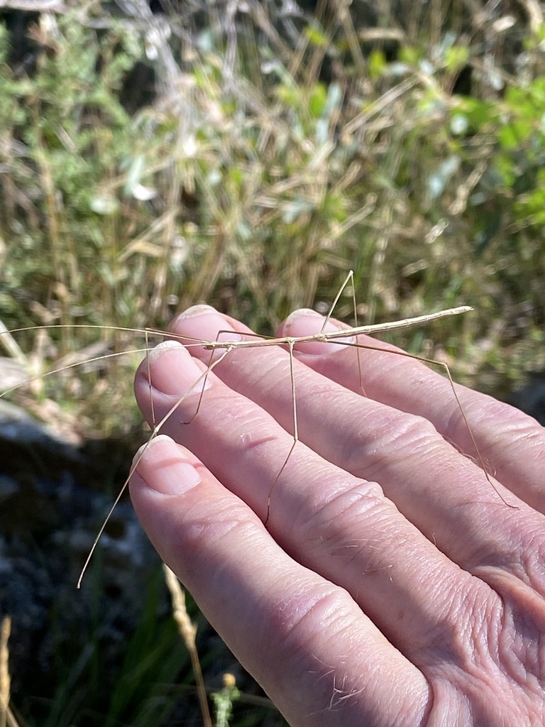 Sydney Stick Insect from Blackwood VIC 3458, Australia on April 24 ...