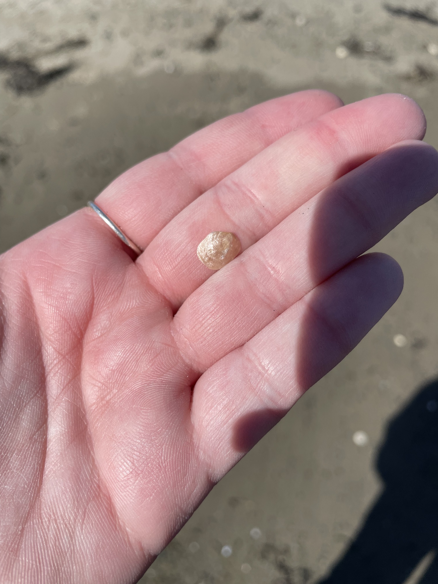 Heteranomia squamula (Linnaeus, 1758)