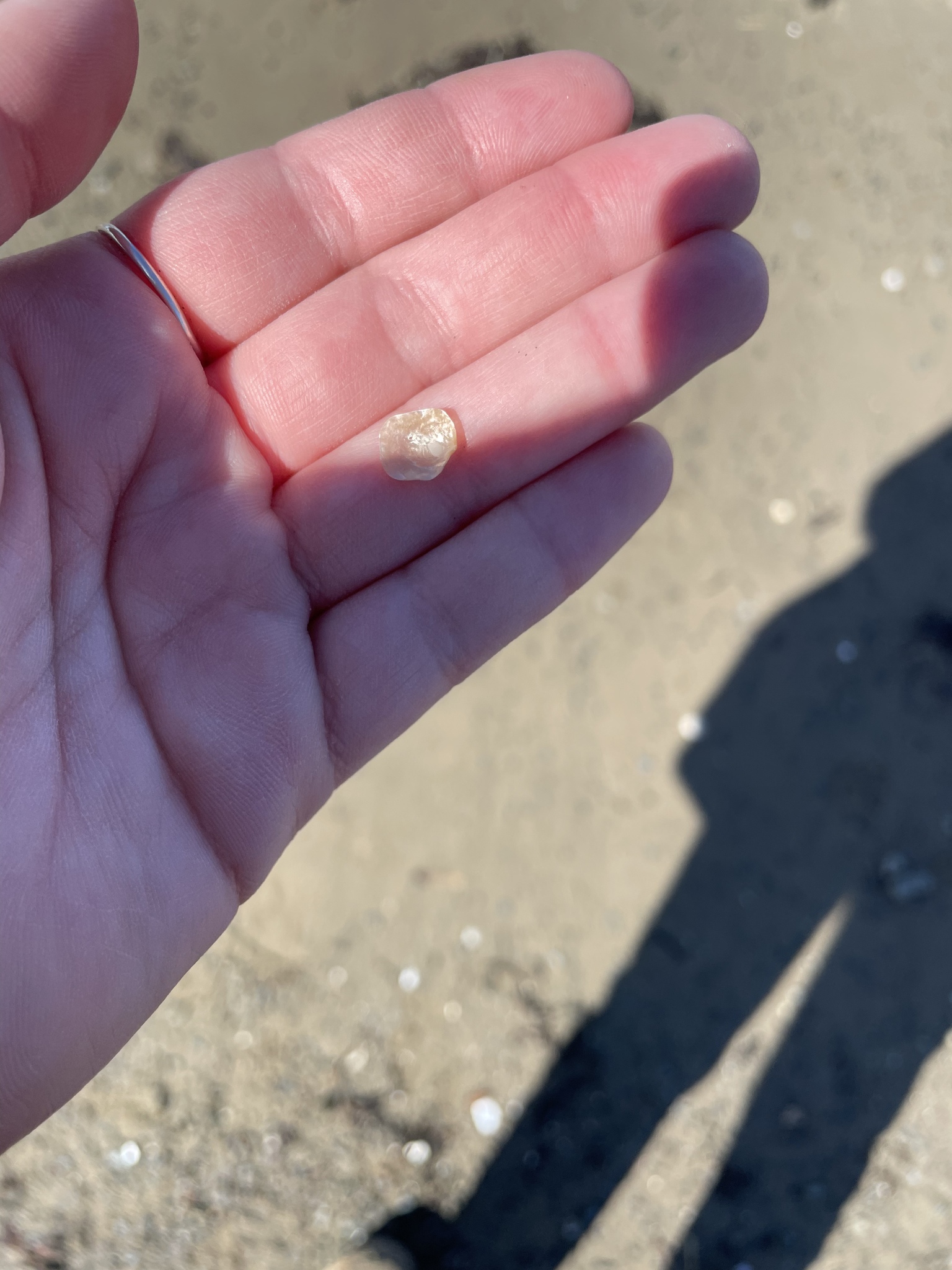 Heteranomia squamula (Linnaeus, 1758)