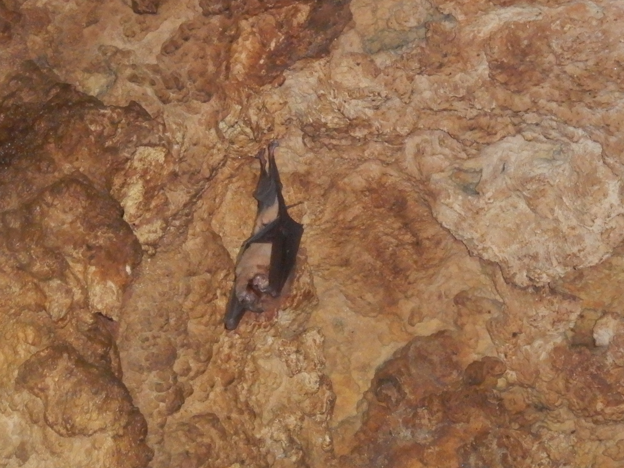 Mormoops megalophylla (Peters, 1864)