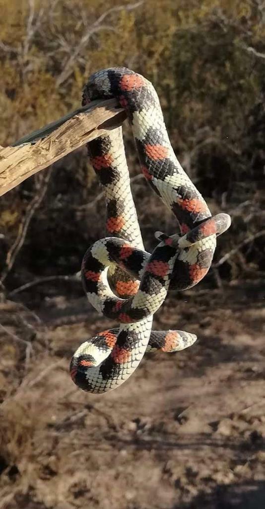 Xenodon semicinctus (Duméril, Bibron & Duméril, 1854)