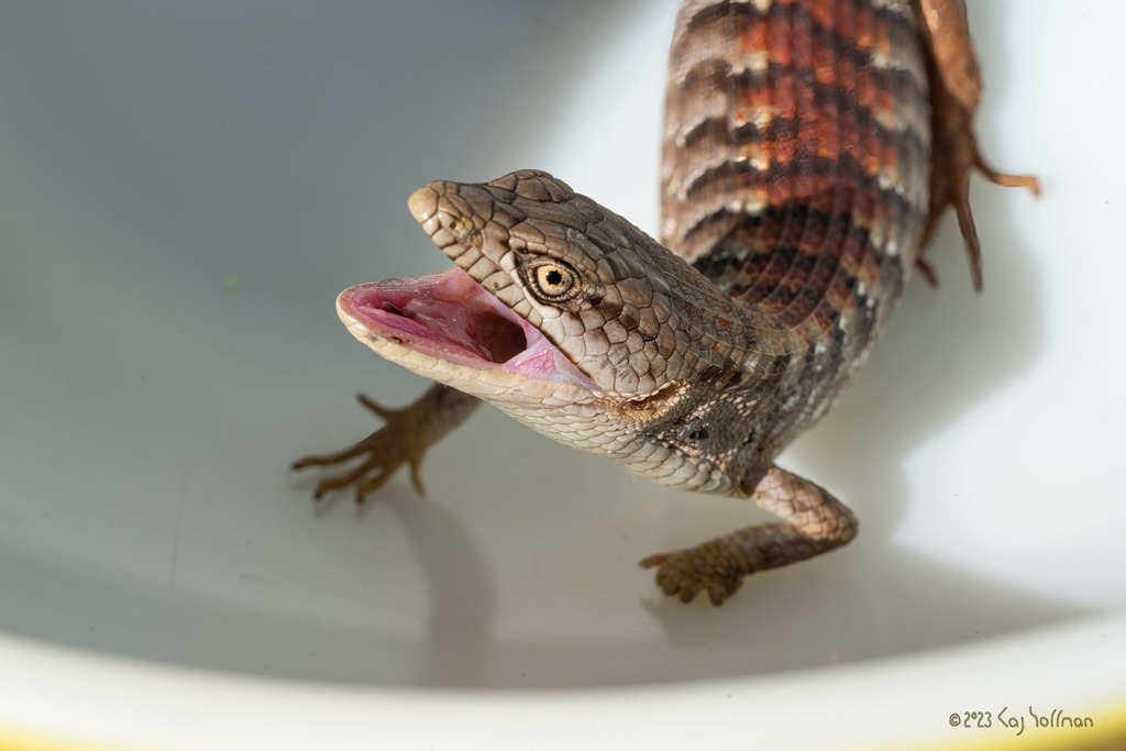 Southern Alligator Lizard from Banana Road, Santa Barbara, CA, USA on ...