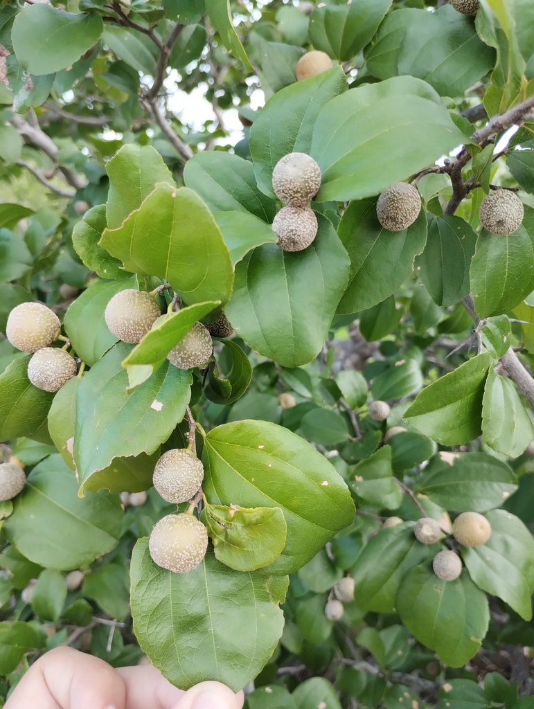 Sarcomphalus joazeiro in April 2023 by William Bruno · iNaturalist