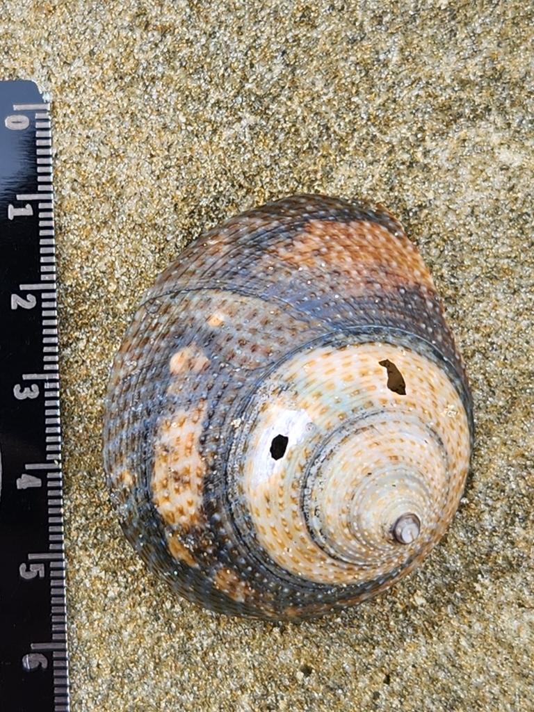 Maurea selecta from Northland, New Zealand on May 3, 2023 at 09:38 AM by glinks. Another one ...