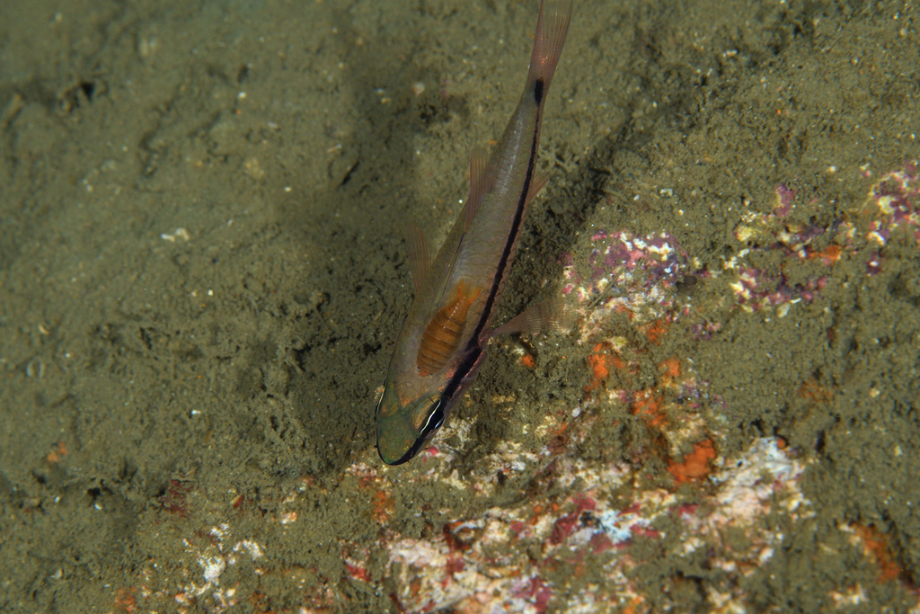 Anilocra apogonae from Unnamed Road, Gibara, Papua New Guinea on March ...