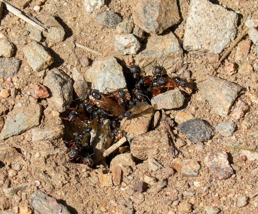 Bicolored Carpenter Ant from San Diego County, CA, USA on April 10 ...